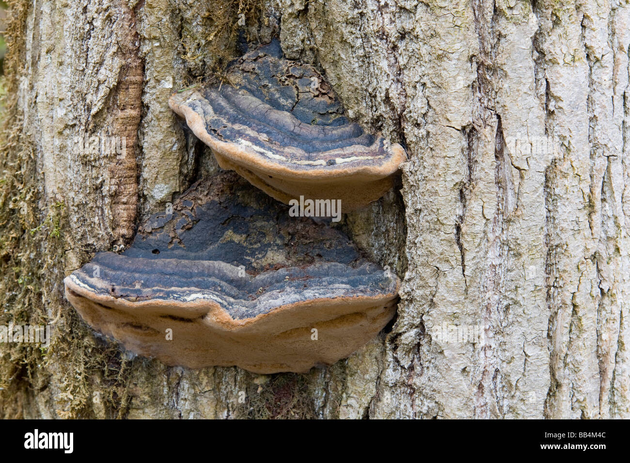 WA, Tiger Mountain State Forest, Shelf fungus, Red-belted polypore ...