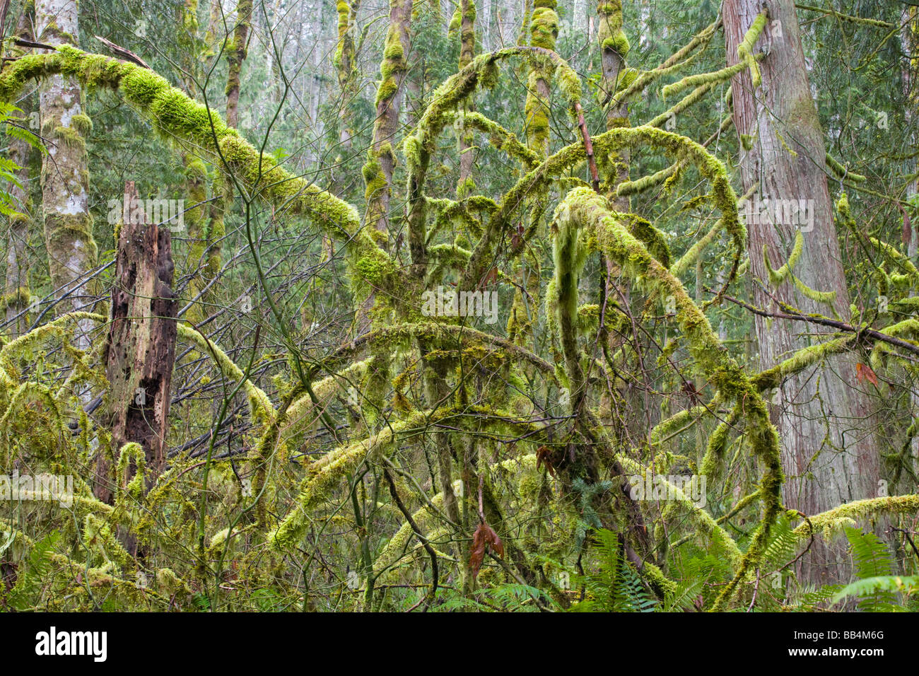WA, Tiger Mountain State Forest, Moss covered trees, rainforest like ...