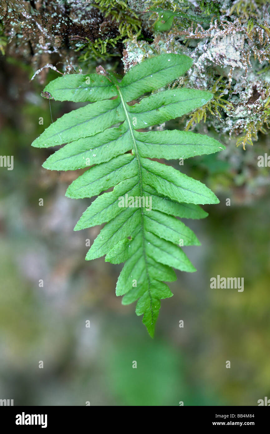 Licorice fern hi-res stock photography and images - Alamy