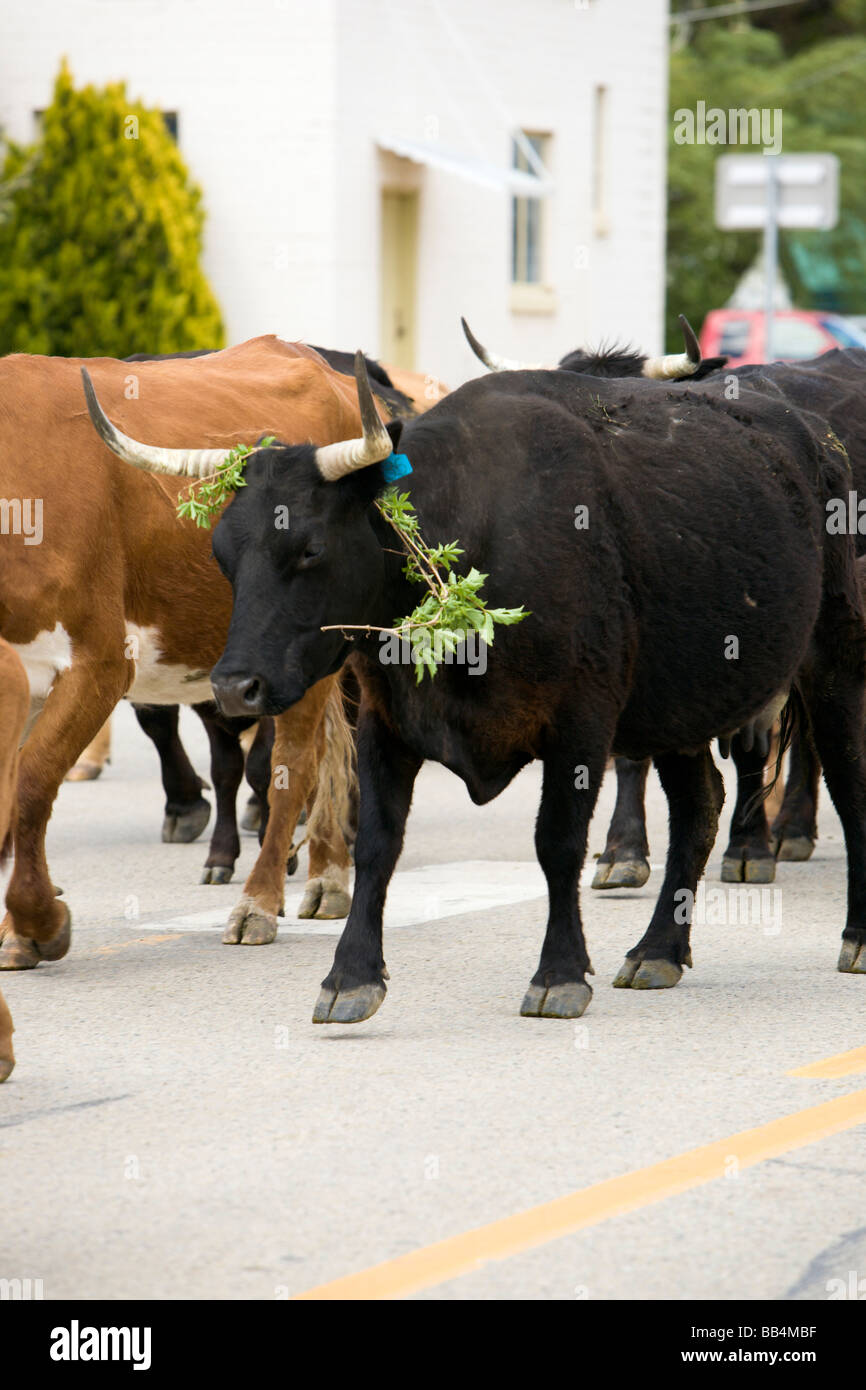 Downtown telluride hi-res stock photography and images - Alamy