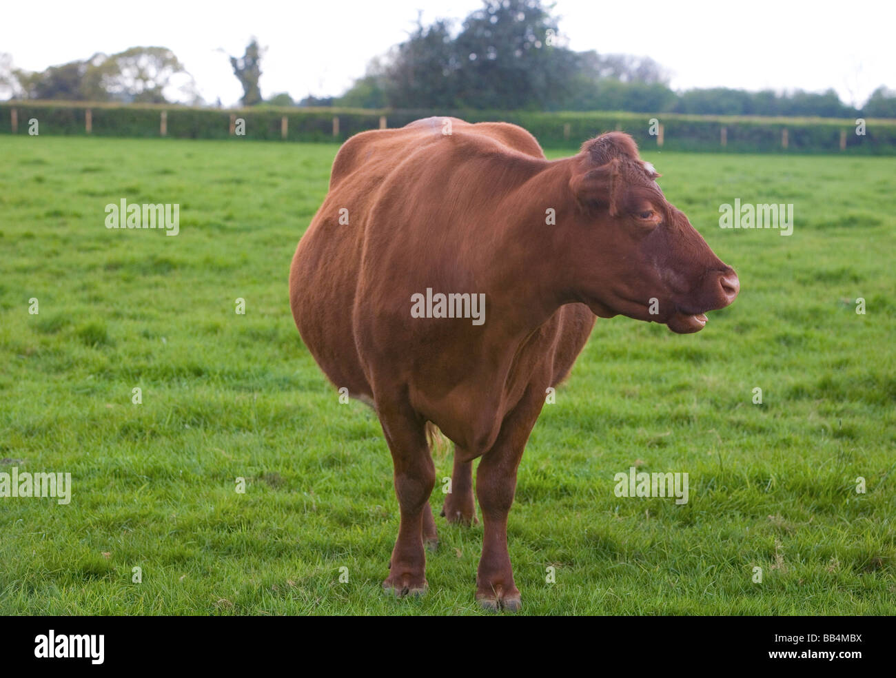 Short Horn Beef Cattle near Harpenden in Hertfordshire UK Stock Photo ...