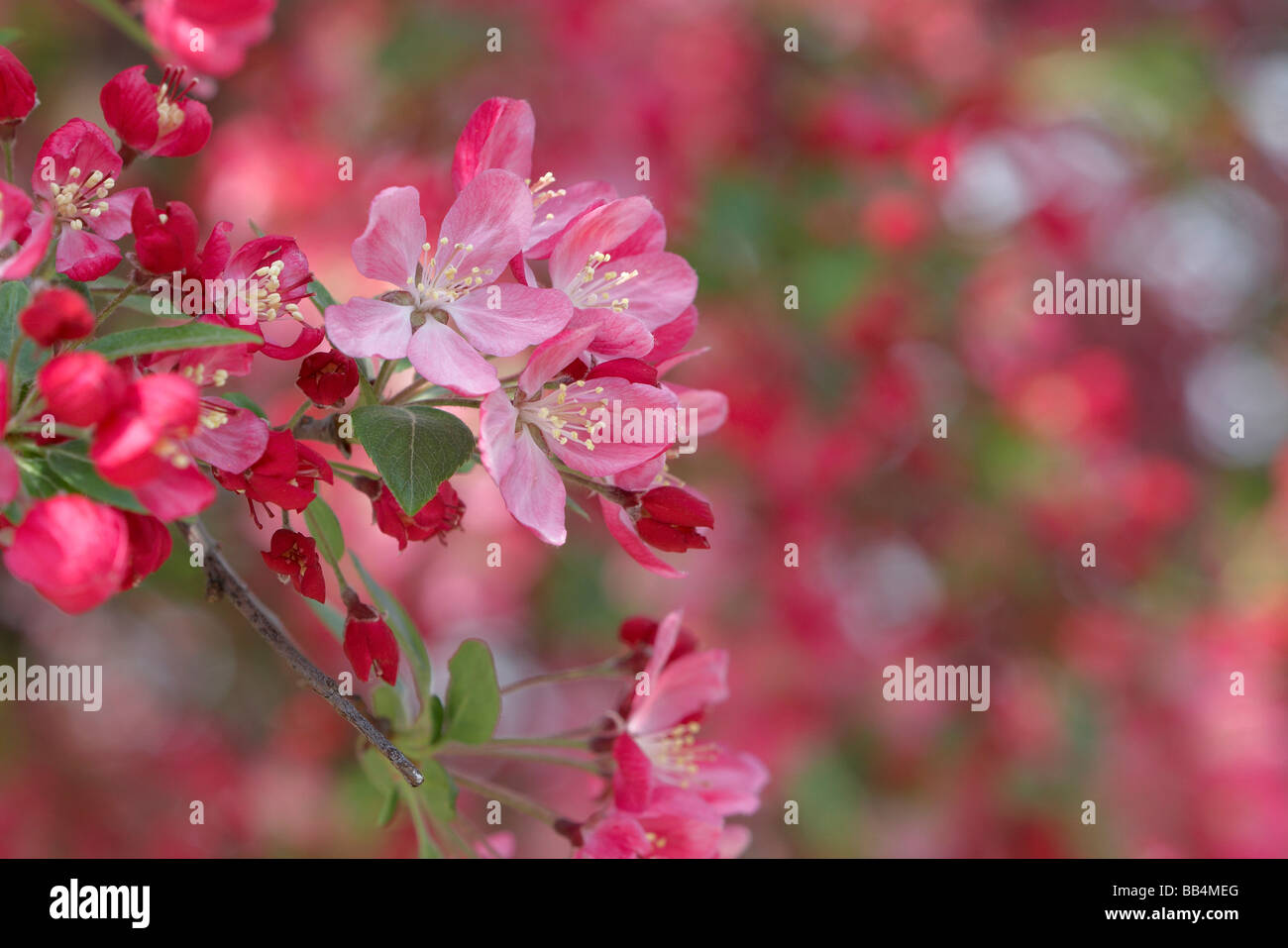 Flowers up close Stock Photo - Alamy