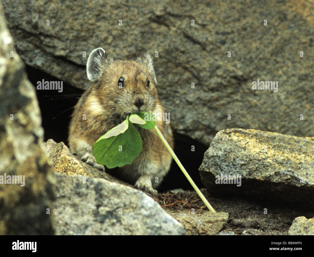 WA, Mount Rainier National Park, American Pika, gathering food Stock ...