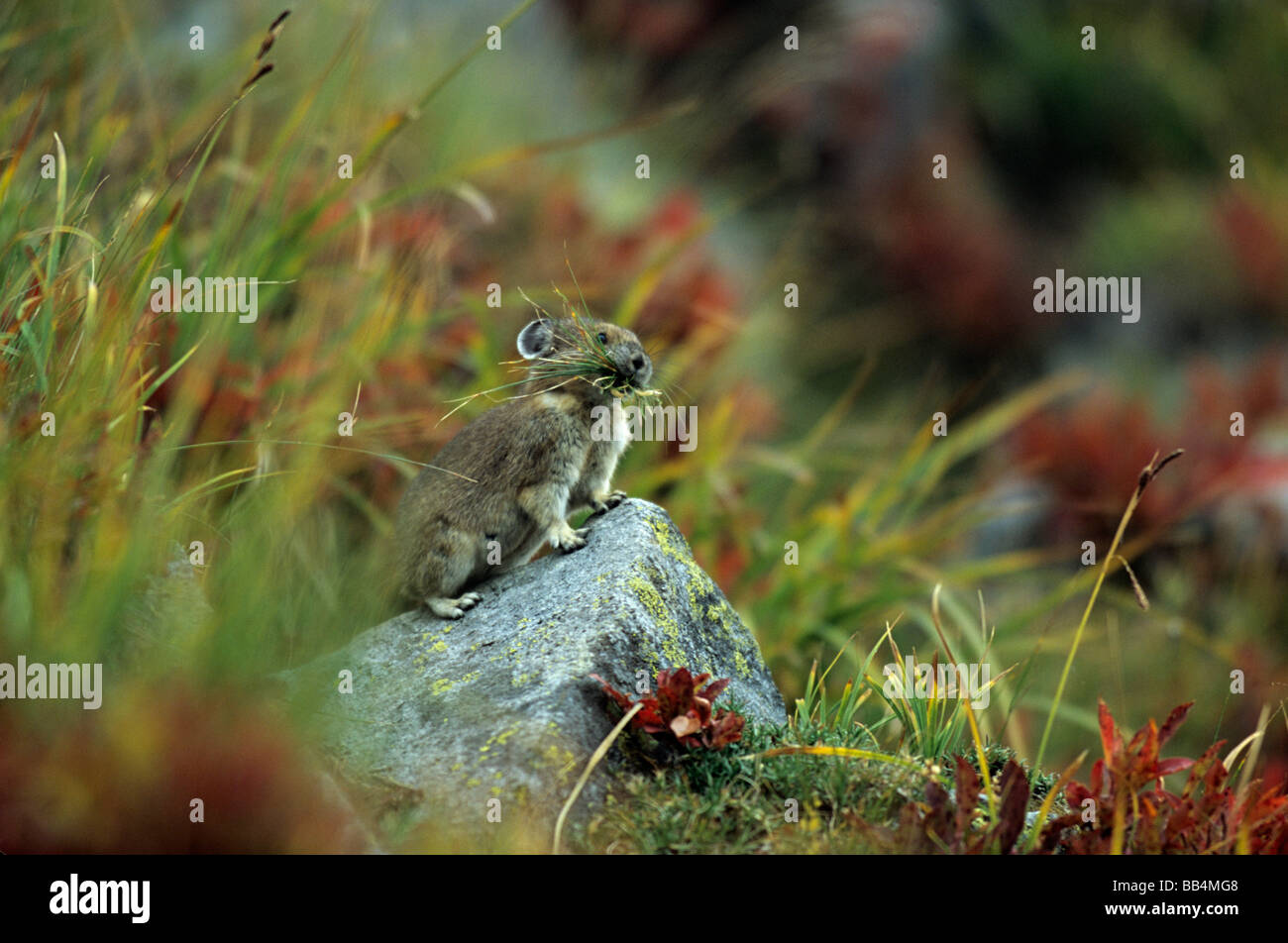 WA, Mount Rainier National Park, American Pika, gathering food for ...
