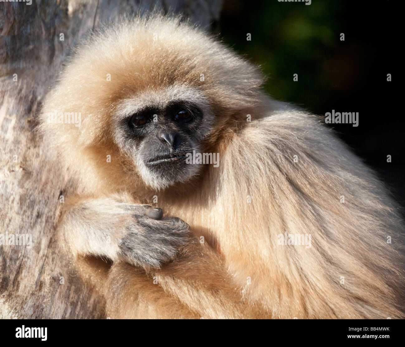 White Handed Gibbon Stock Photo - Alamy