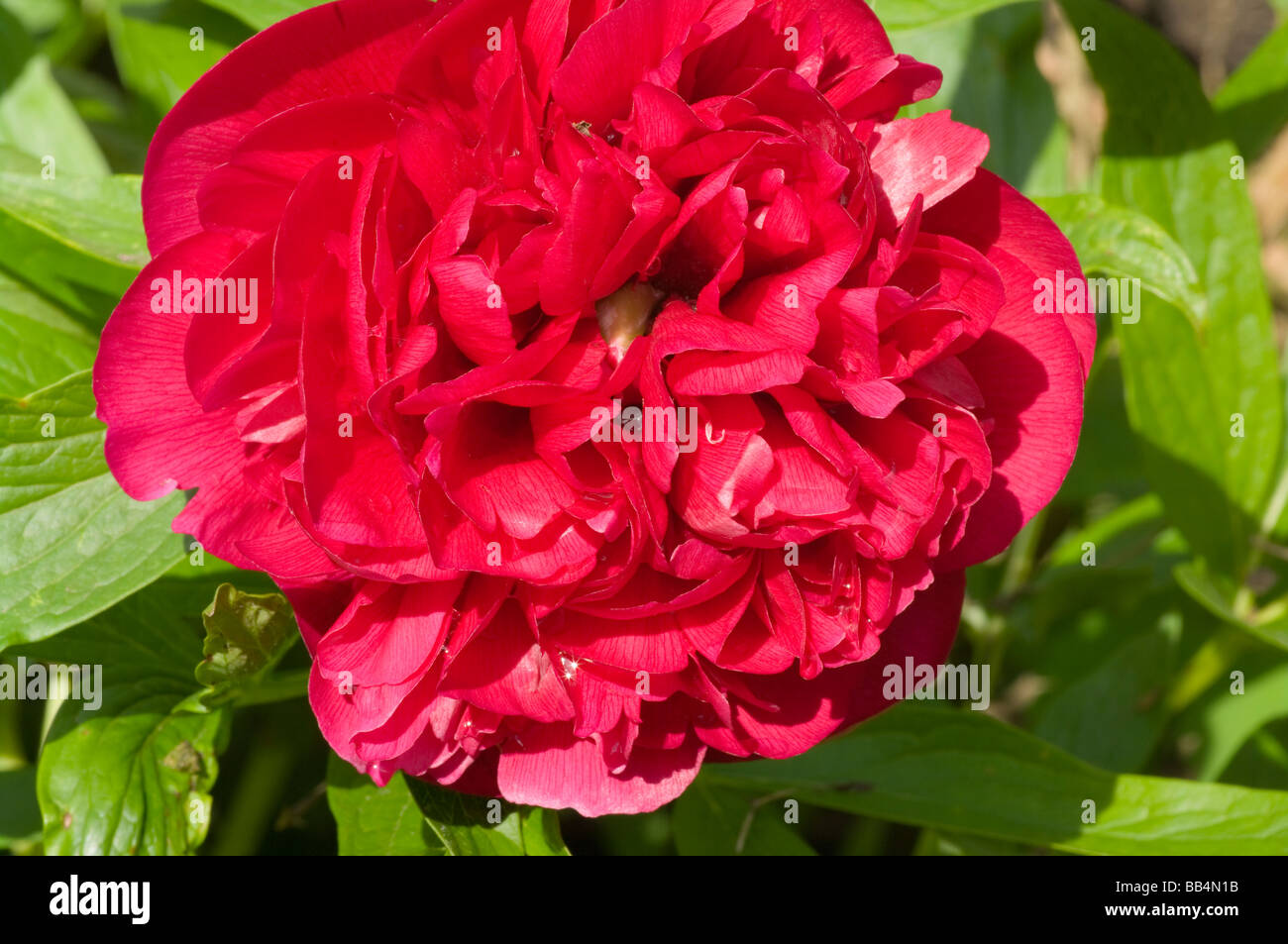 Red Peony Paeonia Peonies Paeony Paeonies Stock Photo - Alamy