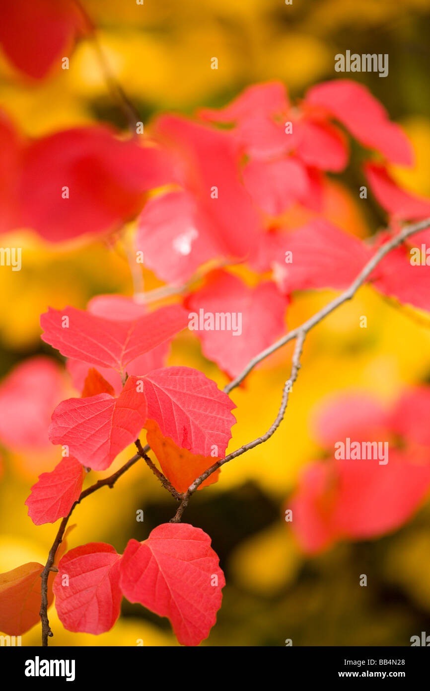 NA, USA, Washington State, Seattle, Washington Park Arboretum, Birch ...
