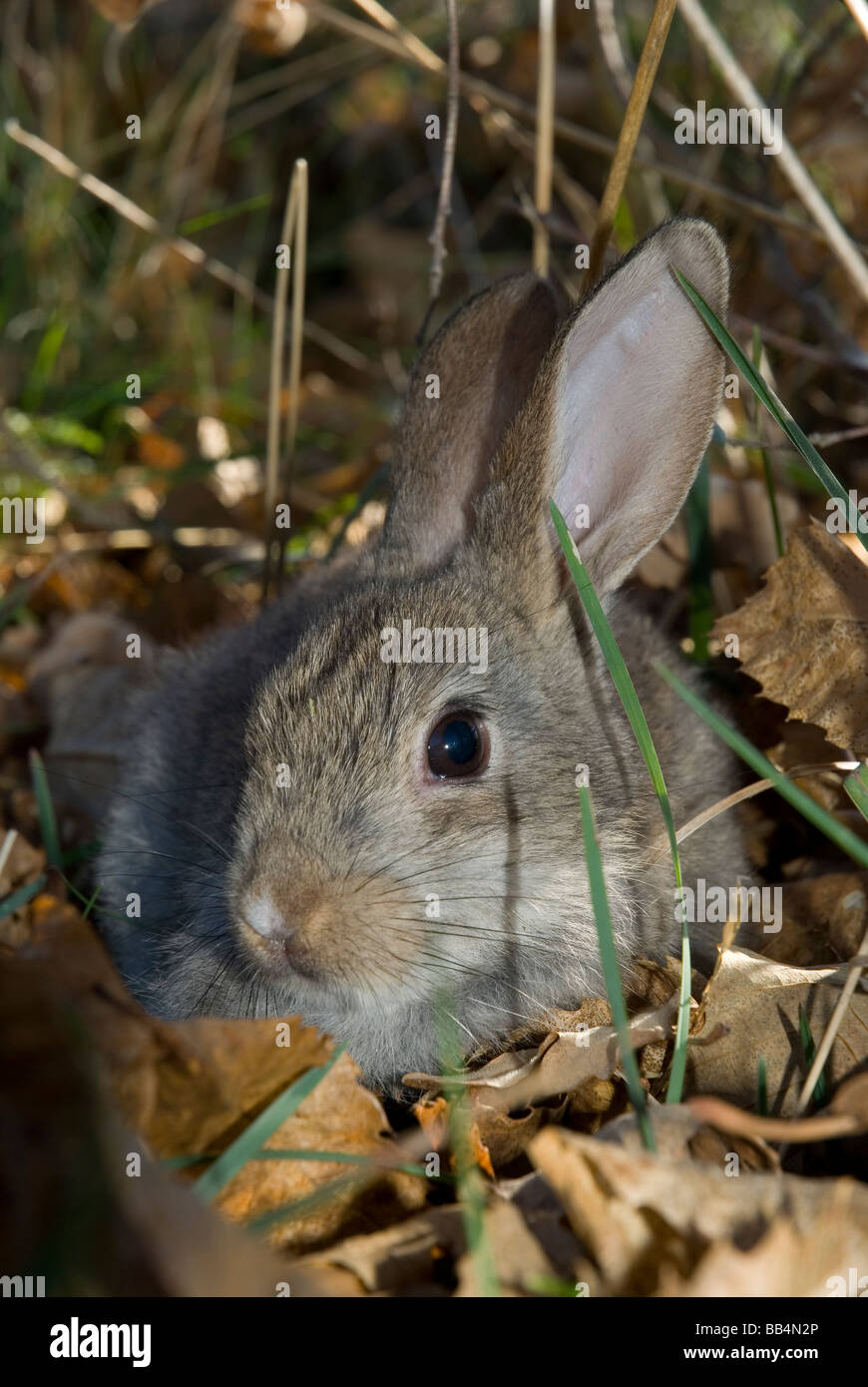 Young rabbit (Oryctolagus cuniculus Stock Photo - Alamy