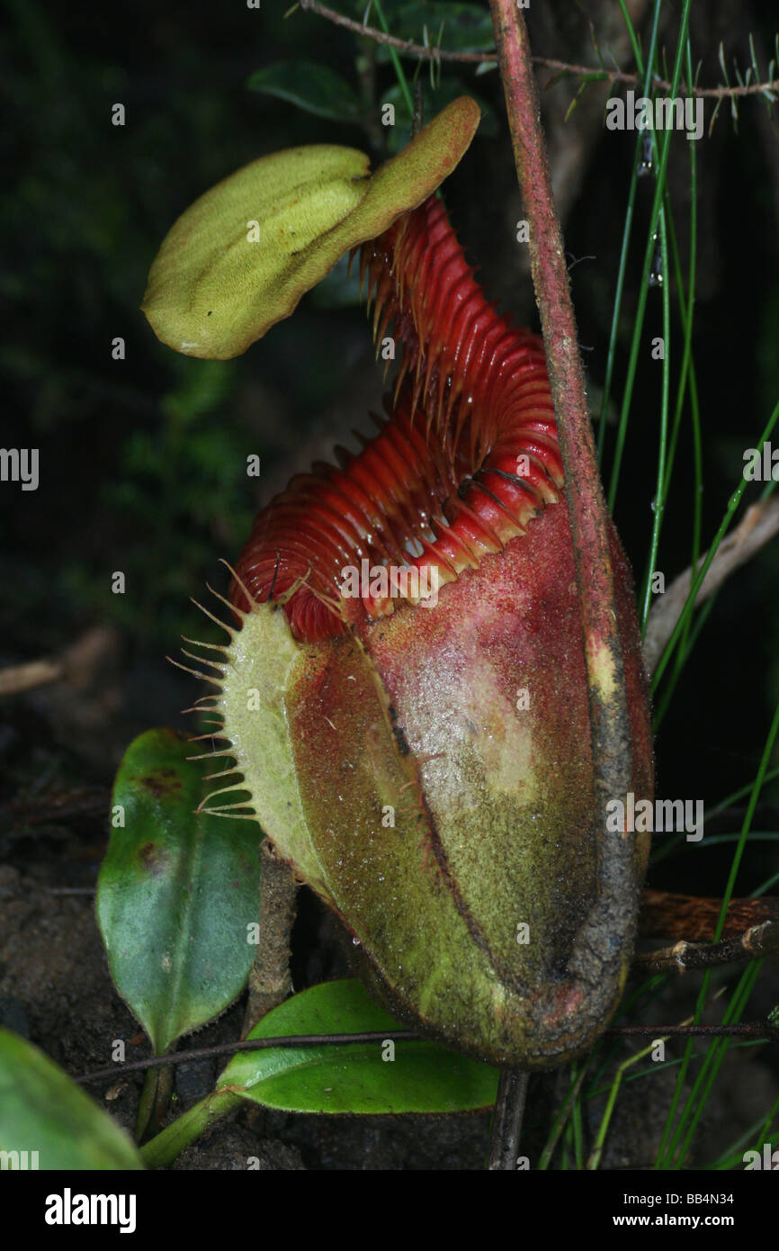 Pitcher Plant, Borneo Stock Photo - Alamy