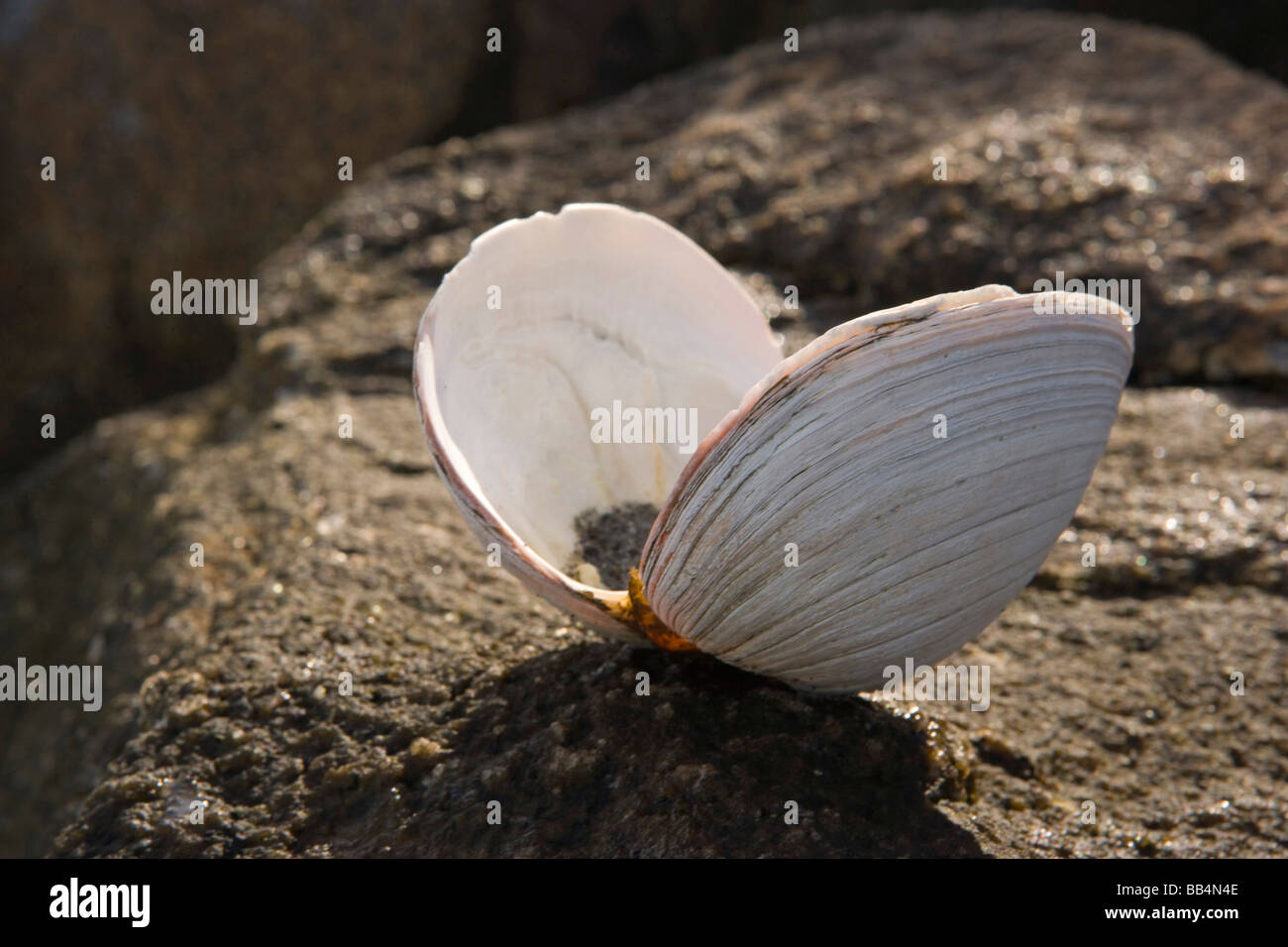 NA, USA, Washington, Seattle, Close-up of clam shell (RF Stock Photo ...
