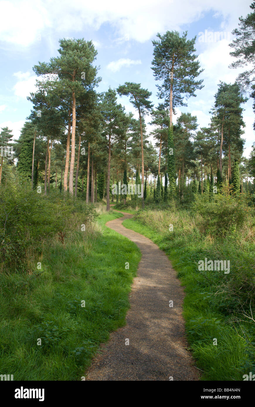 Path through conifers,Thetford forest Norfolk England UK Stock Photo ...