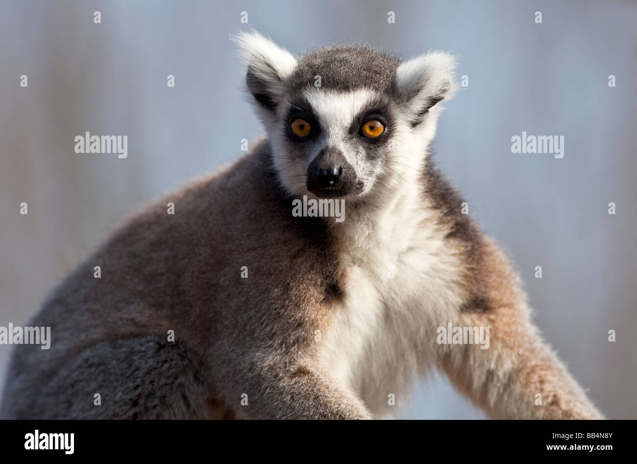 Ring tailed Lemurs Lemur catta Stock Photo - Alamy