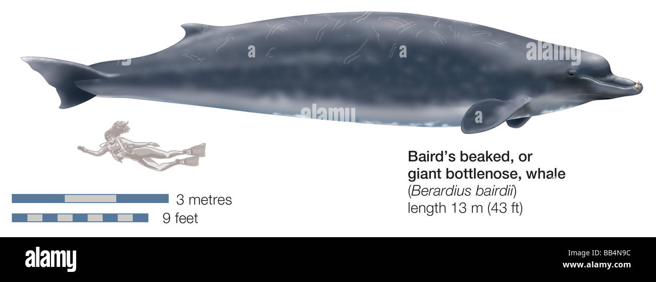 Baird's beaked whale (Berardius bairdii Stock Photo - Alamy