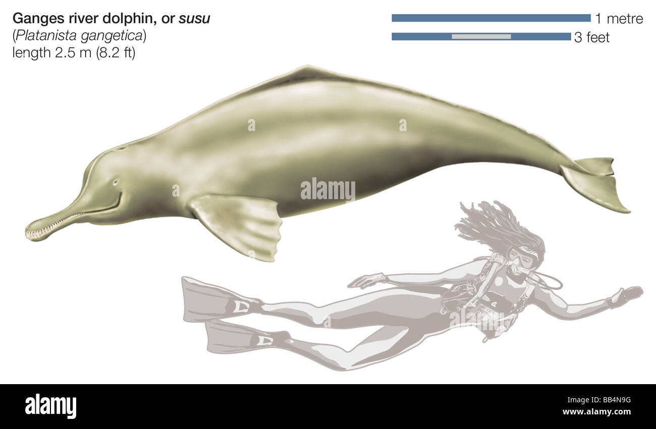 Ganges River dolphin (Platanista gangetica Stock Photo - Alamy
