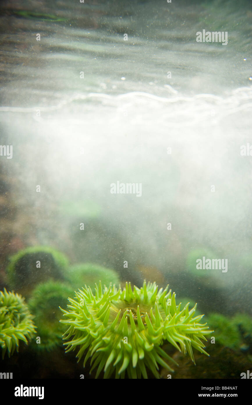 Anthopleura Elegantissima High Resolution Stock Photography and Images ...
