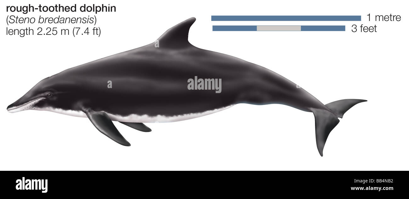 Rough-toothed dolphin (Steno bredanensis Stock Photo - Alamy
