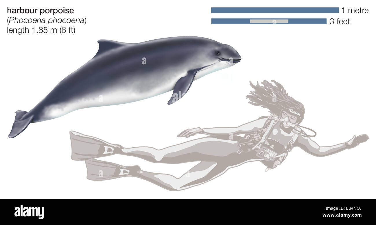 Harbor porpoise (Phocoena phocoena Stock Photo - Alamy
