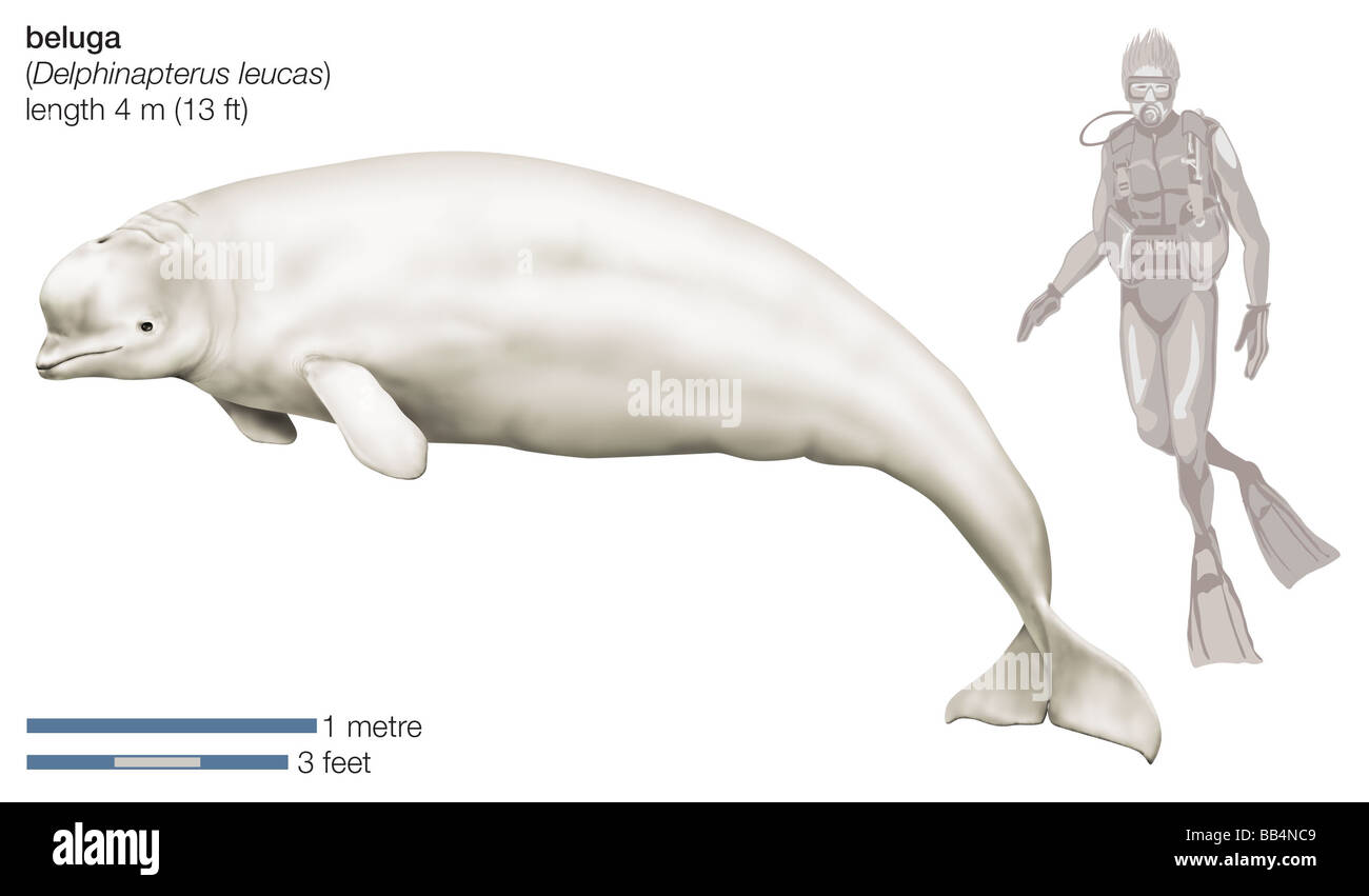 Monodontidae hi-res stock photography and images - Alamy