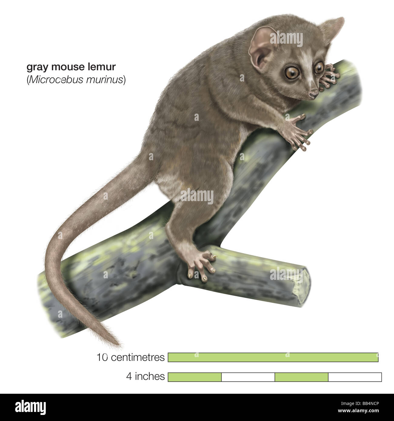 Gray mouse lemur (Microcebus murinus Stock Photo - Alamy