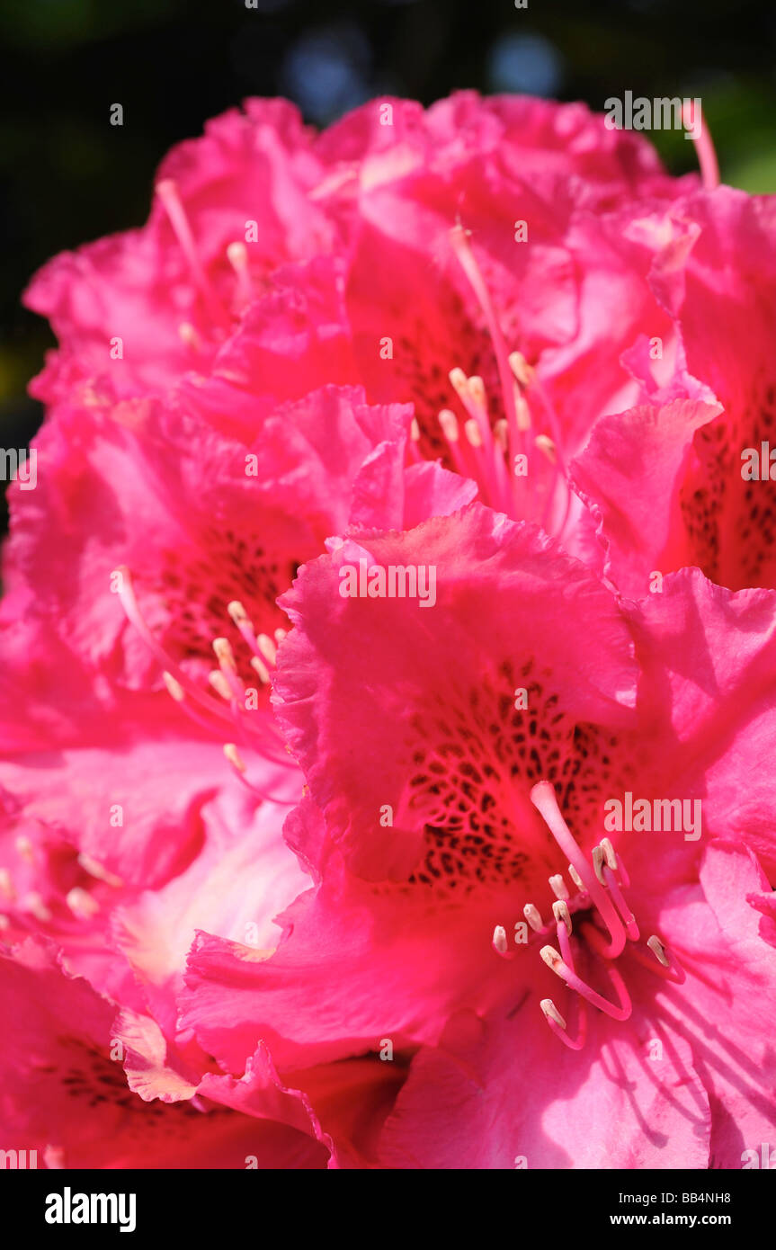 A Shot of some Rodedendrums flowers in full bloom Stock Photo - Alamy
