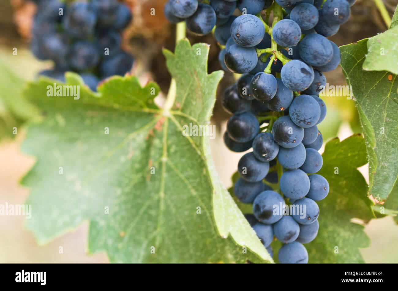 USA, WA, Yakima Valley, Syrah Grapes (Selective Focus Stock Photo - Alamy