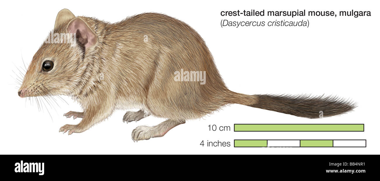 Mulgara or crest-tailed marsupial mouse (Dasycercus cristicauda Stock ...