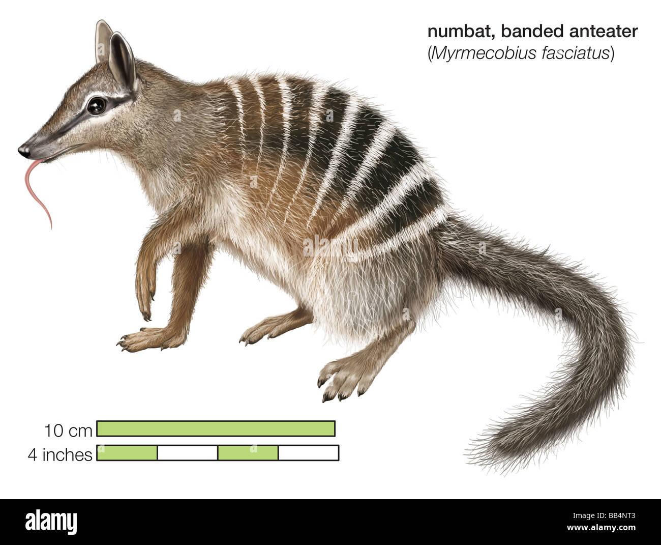 Numbat hi-res stock photography and images - Alamy