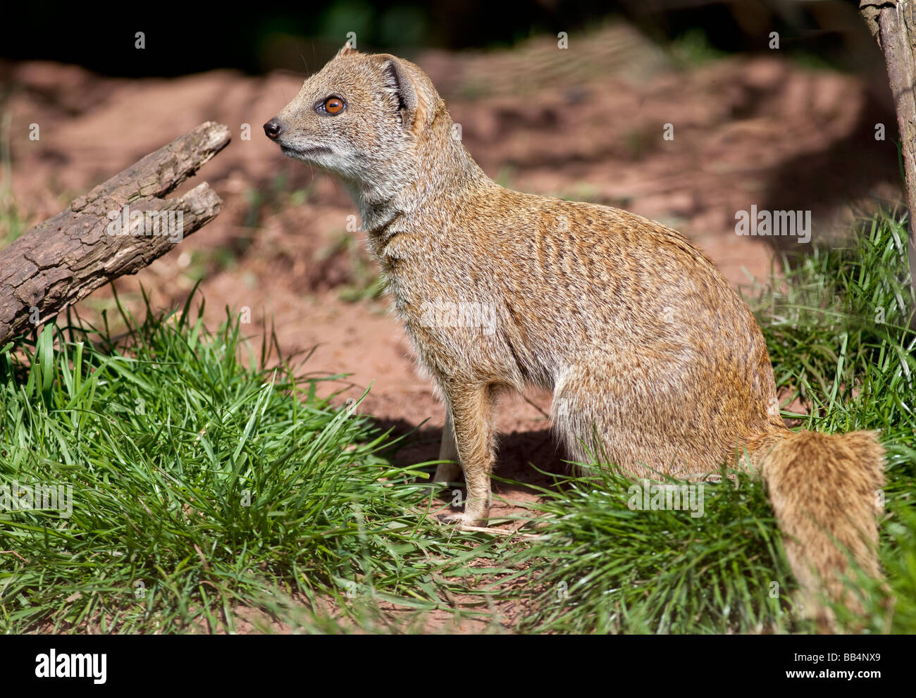 Yellow Mongoose Cynictis penicillata Stock Photo - Alamy