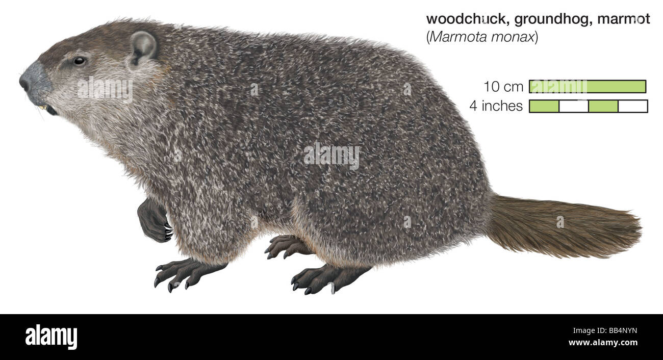 M monax hi-res stock photography and images - Alamy