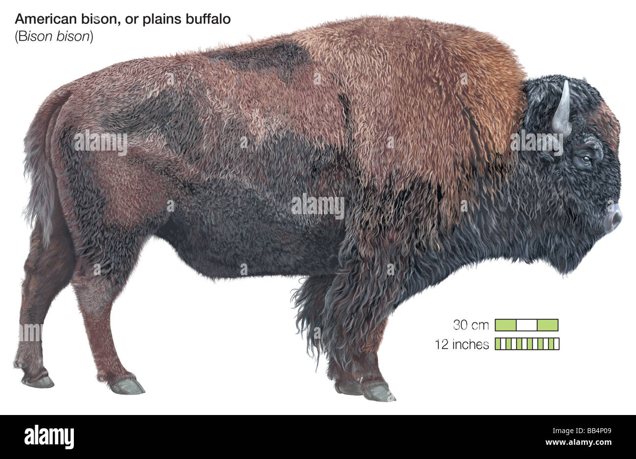 American bison bison bison illustration hi-res stock photography and ...