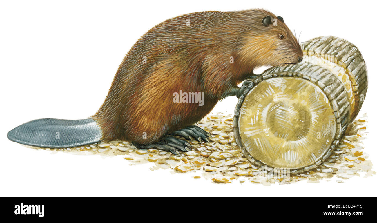 Beaver gnawing on a log (Castor canadensis Stock Photo - Alamy