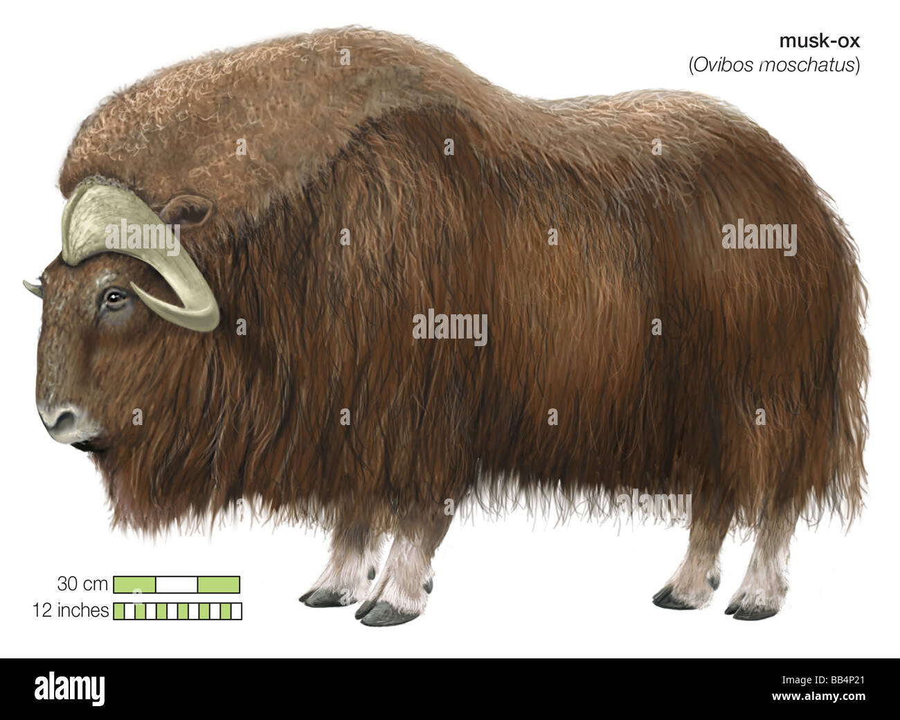 Musk-ox (Ovibos moschatus Stock Photo - Alamy