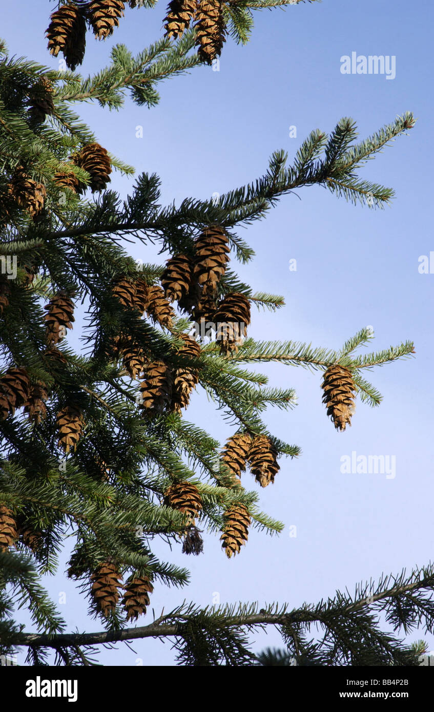 Washington state tree pine cone hi-res stock photography and images - Alamy