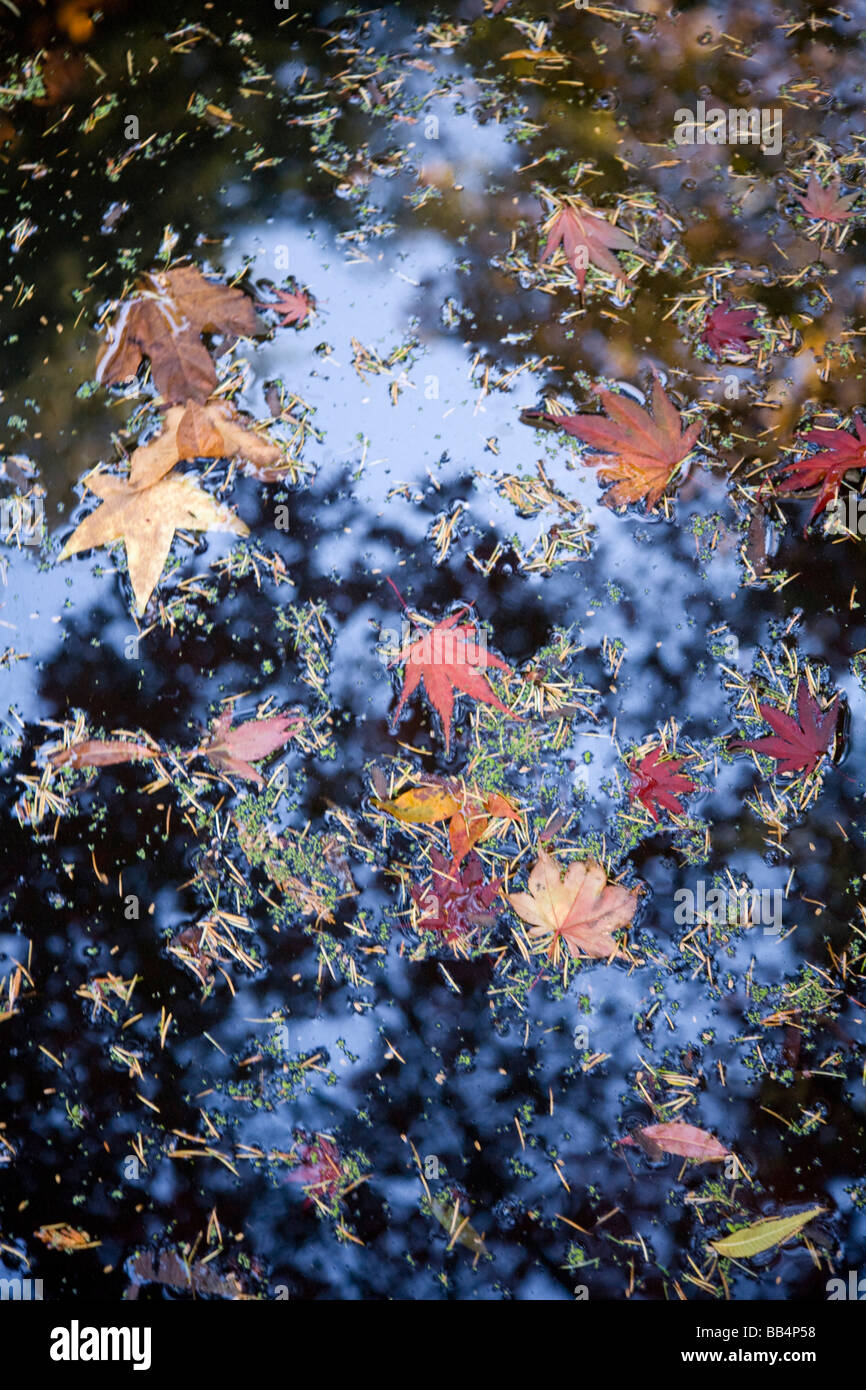 Washington Park Arboretum, Autumn Colors, Seattle, Washington State ...