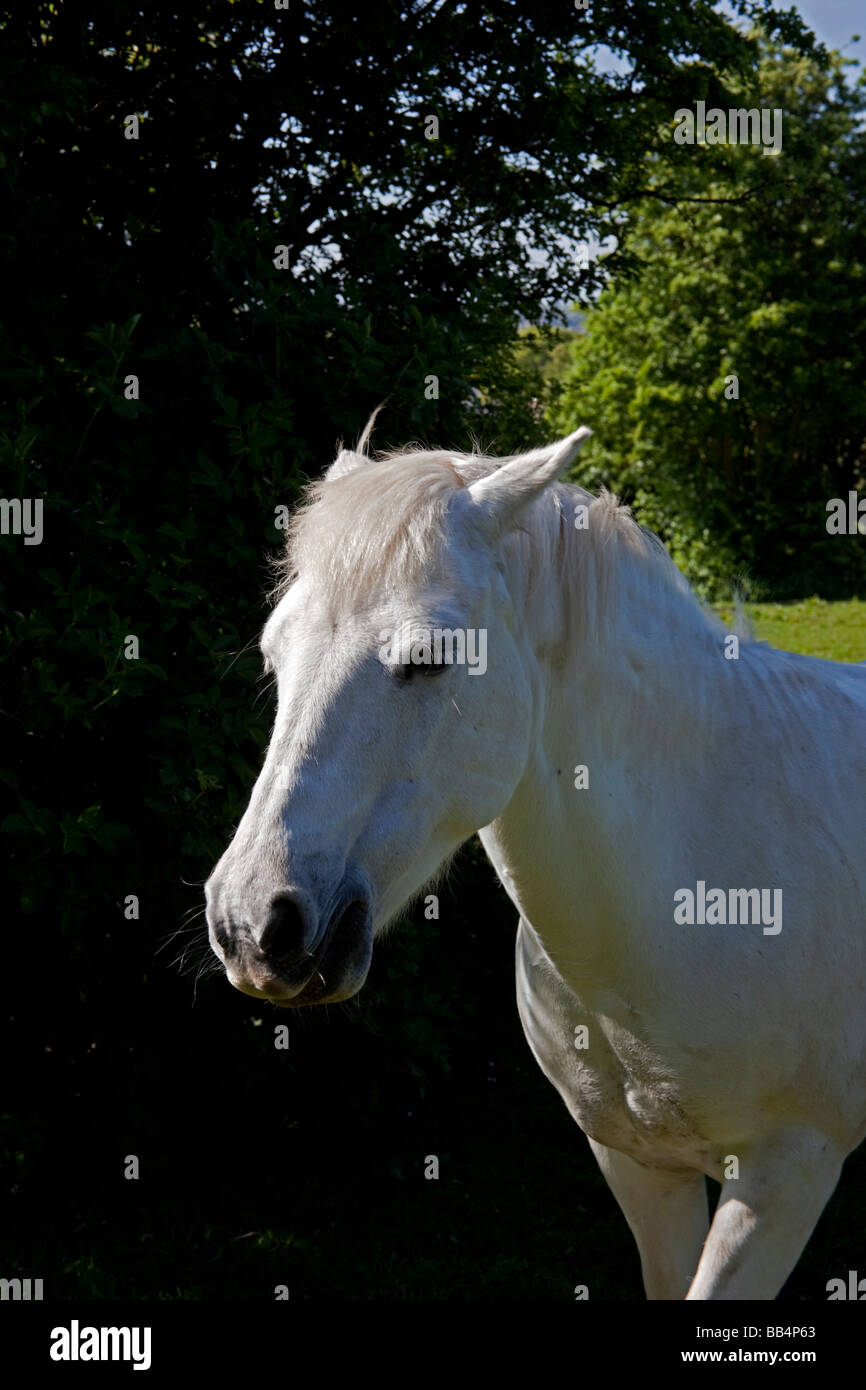White horse standing in field sunshine hi-res stock photography and ...