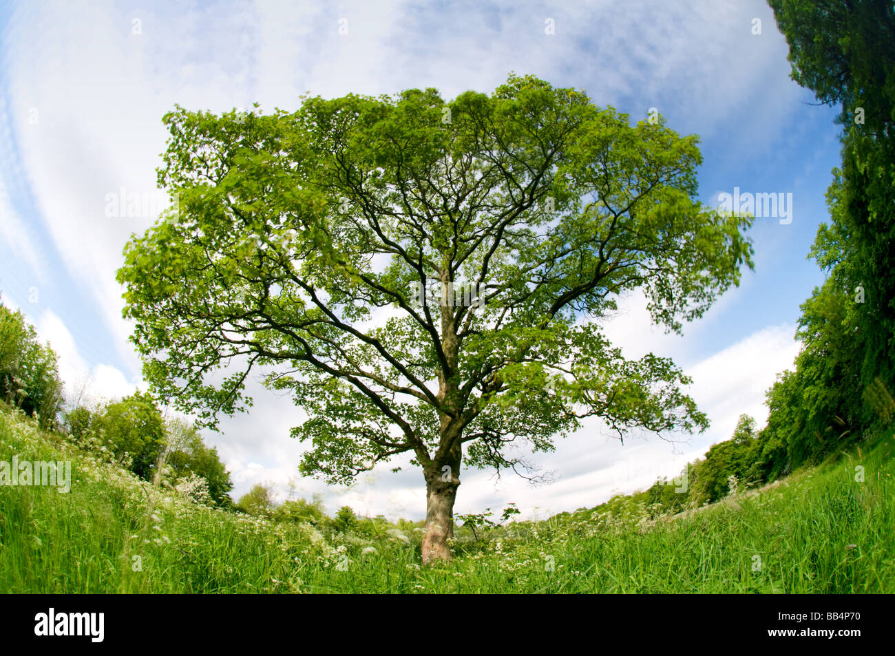 Sycamore Tree Spring Stock Photos & Sycamore Tree Spring Stock Images ...