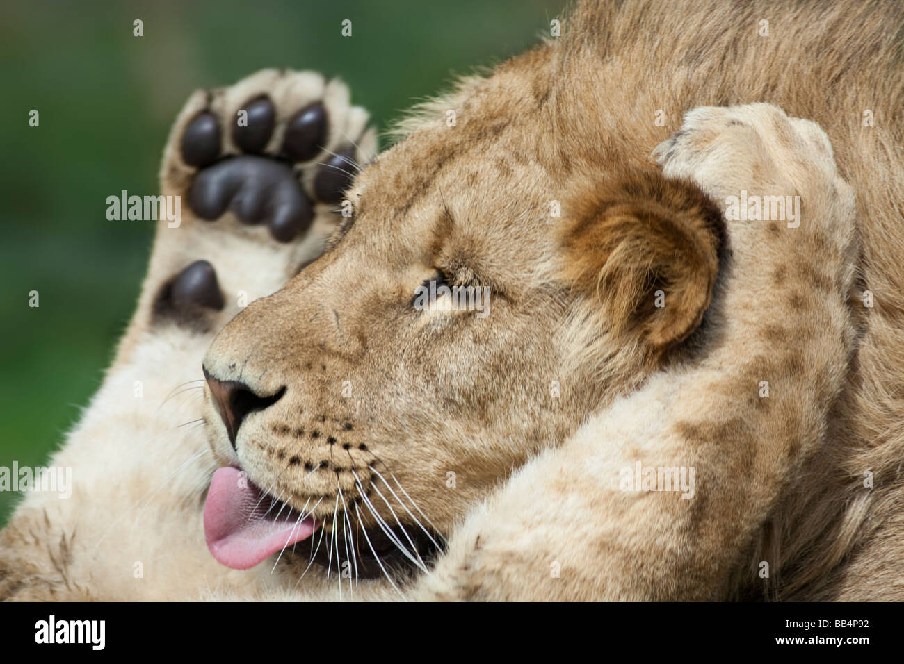 Mlale lion washing female lioness Stock Photo - Alamy