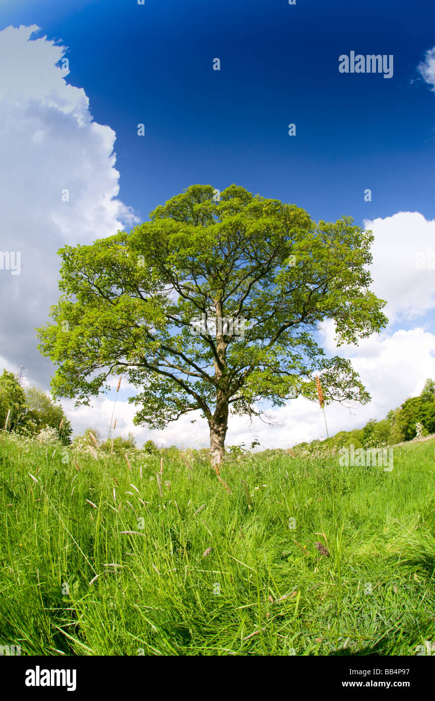 Sycamore Tree In Spring Meadow Stock Photo - Alamy
