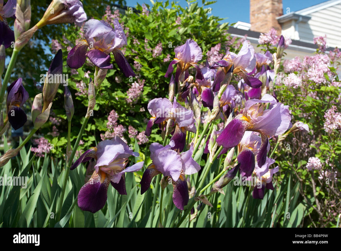 Flowers up close Stock Photo - Alamy