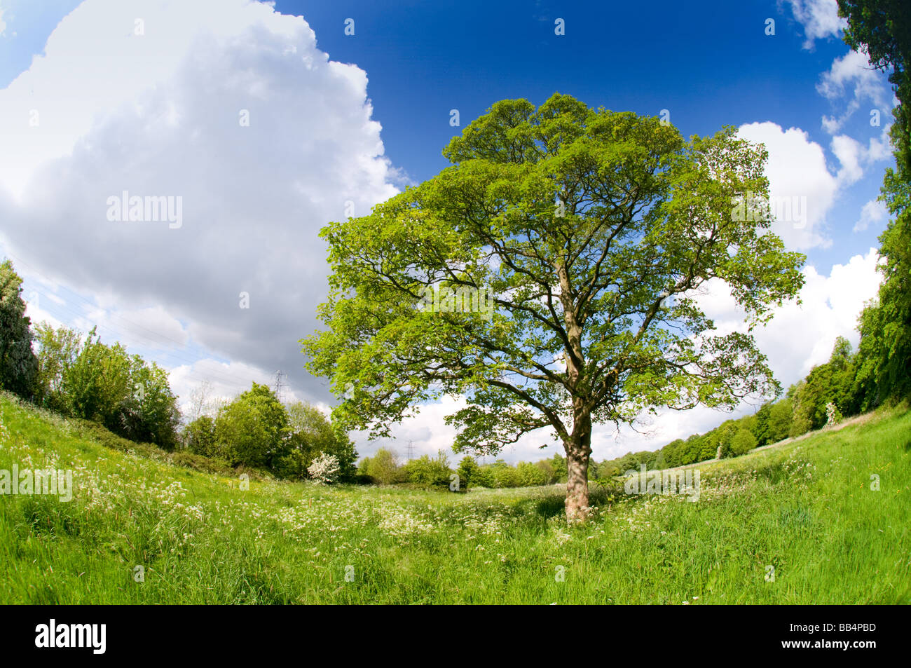 Sycamore tree in spring hi-res stock photography and images - Alamy