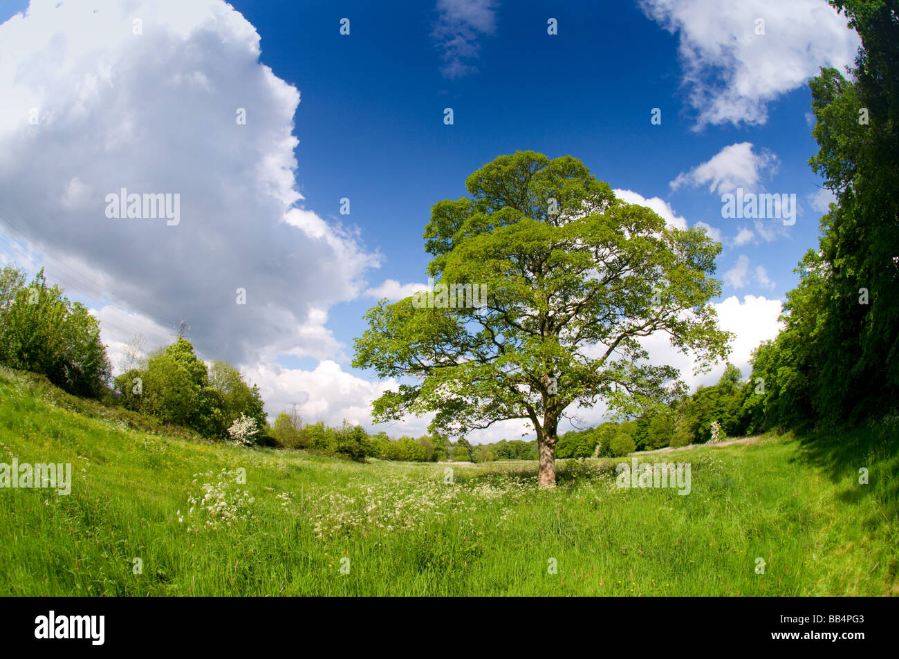 Sycamore Tree In Spring Meadow Stock Photo - Alamy