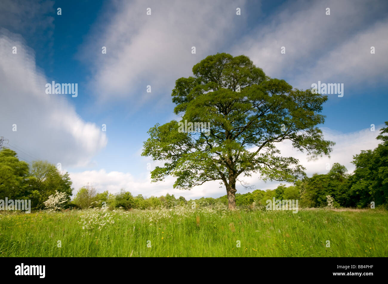 Sycamore Tree In Spring Meadow Stock Photo - Alamy