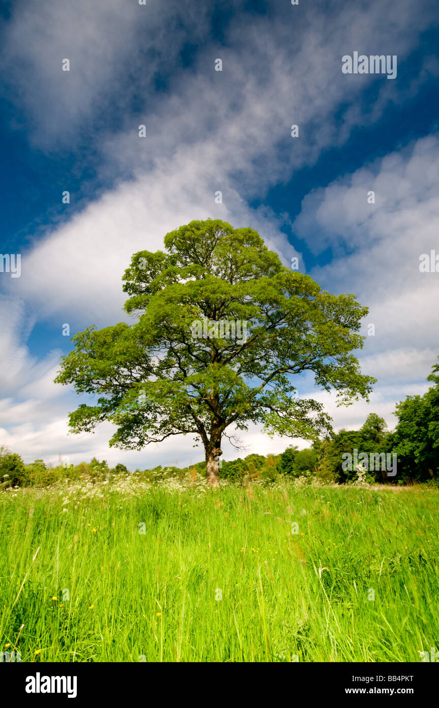 Sycamore Tree In Spring Meadow Stock Photo - Alamy