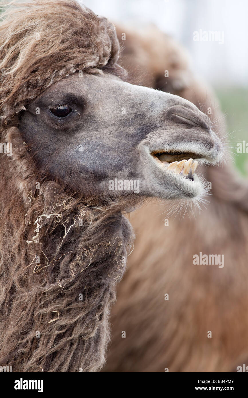 Camel teeth hi-res stock photography and images - Alamy
