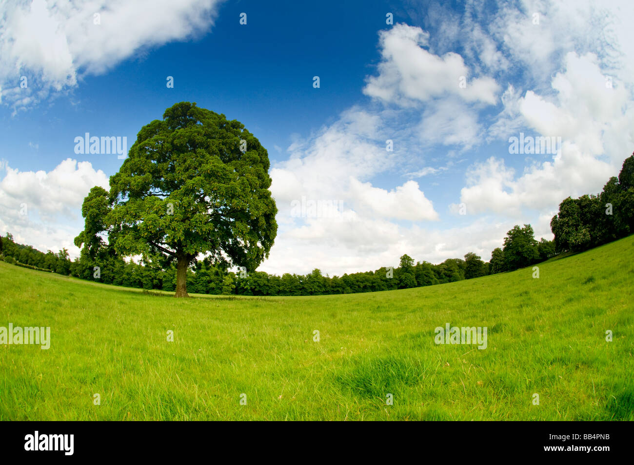 Sycamore tree in spring hi-res stock photography and images - Alamy