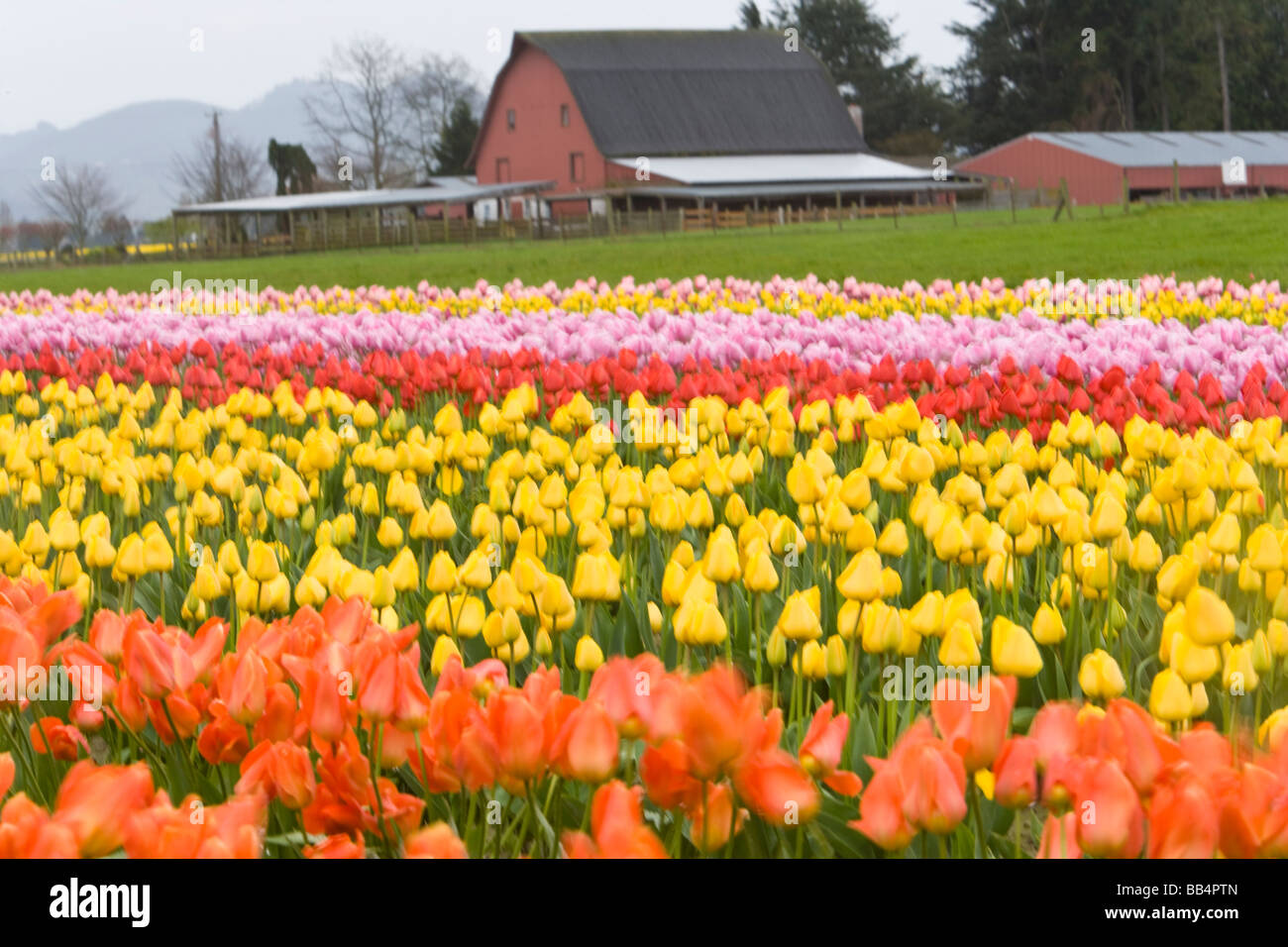 USA, Washington State, La Conner. (PR) Barn, Skagit Valley Tulip Fields ...