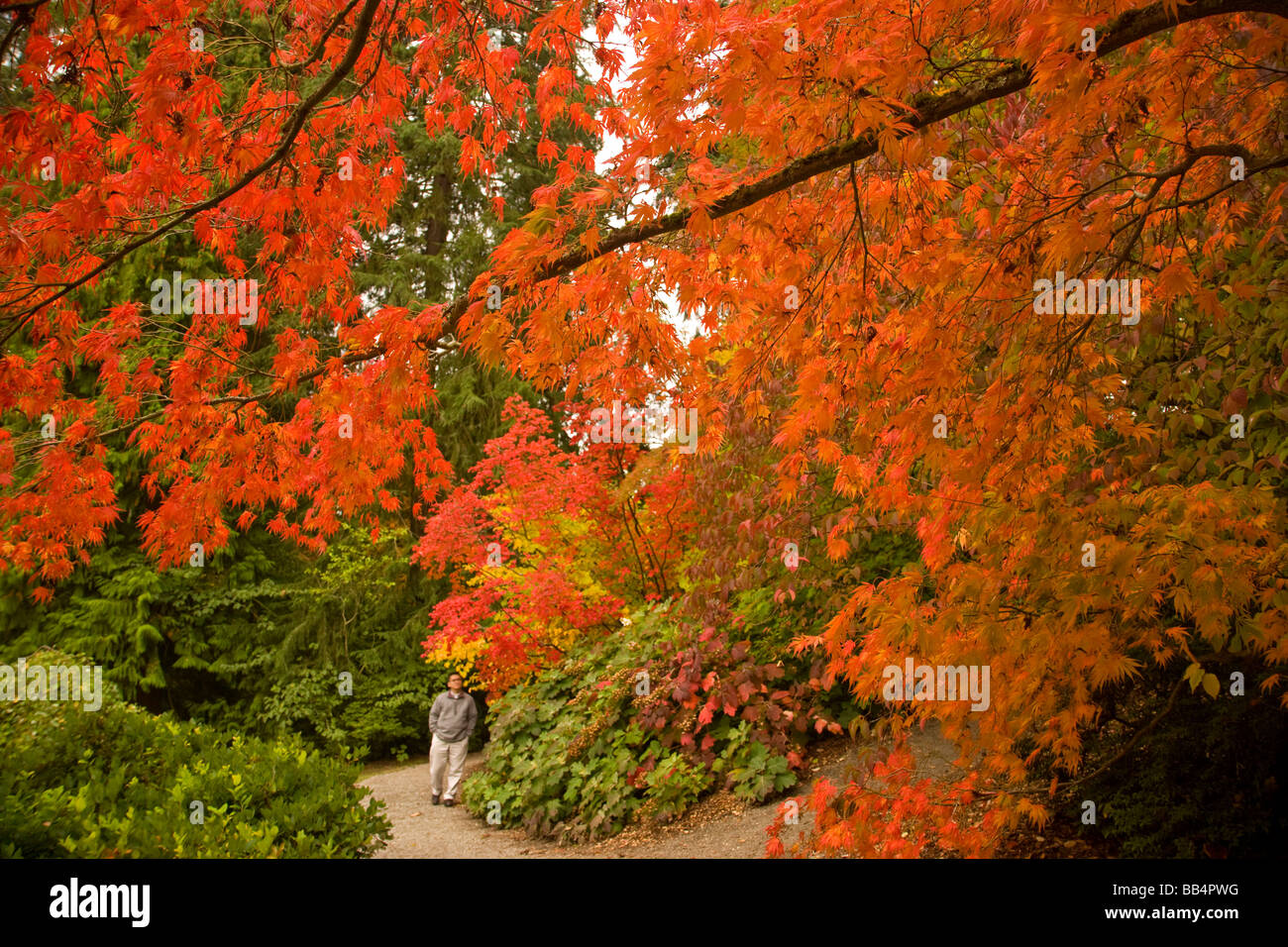 USA, Washington State, Seattle. (MR) Asian Man (age 40's), Japanese ...