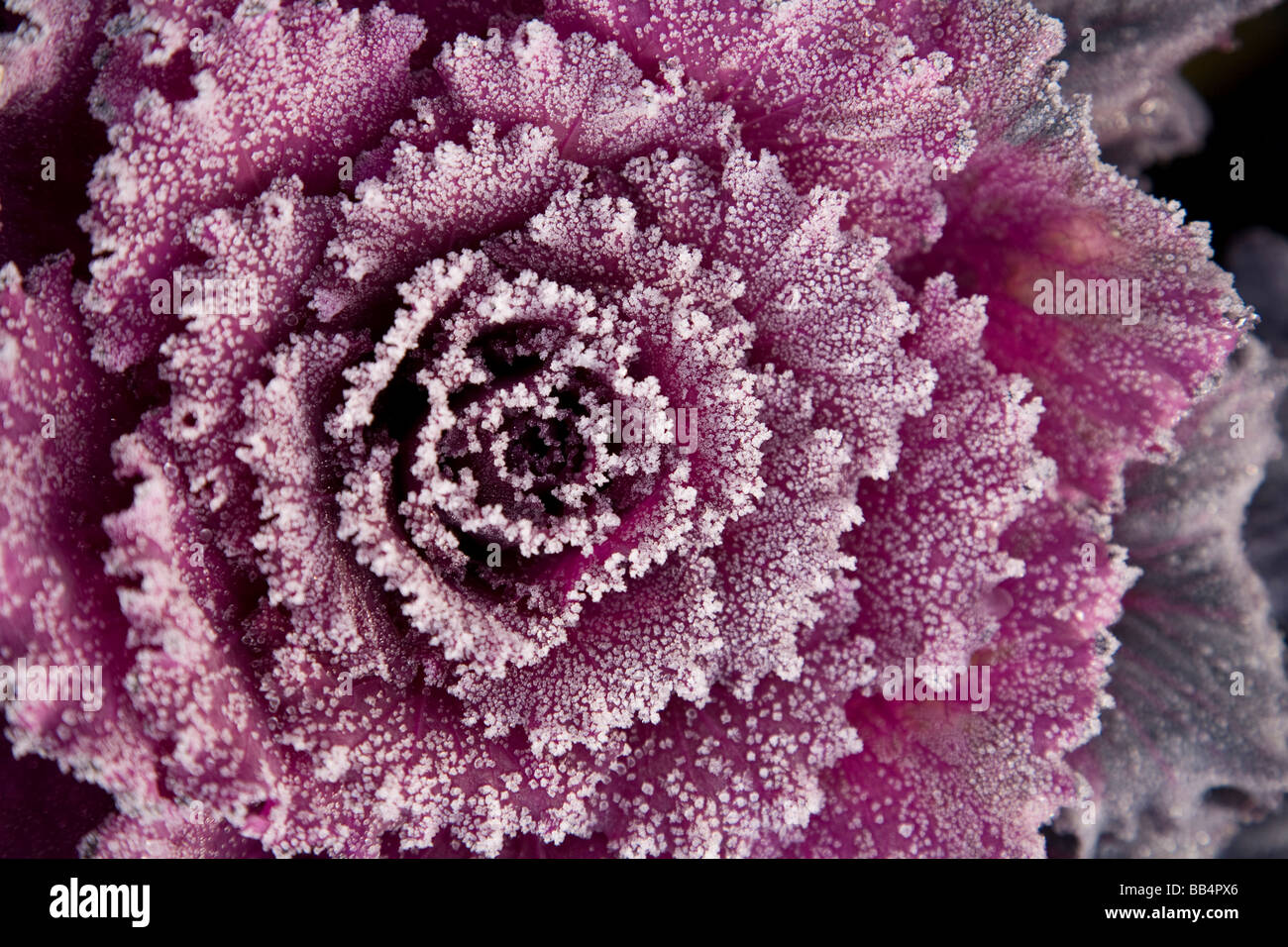Ornamental cabbage frost hi-res stock photography and images - Alamy