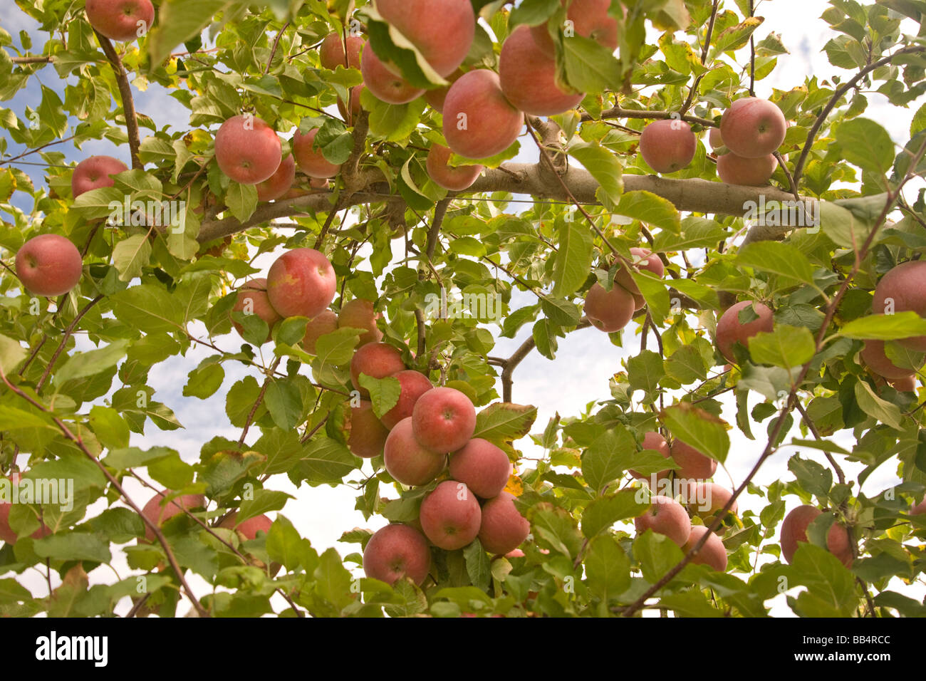 Yakima valley apples hi-res stock photography and images - Alamy