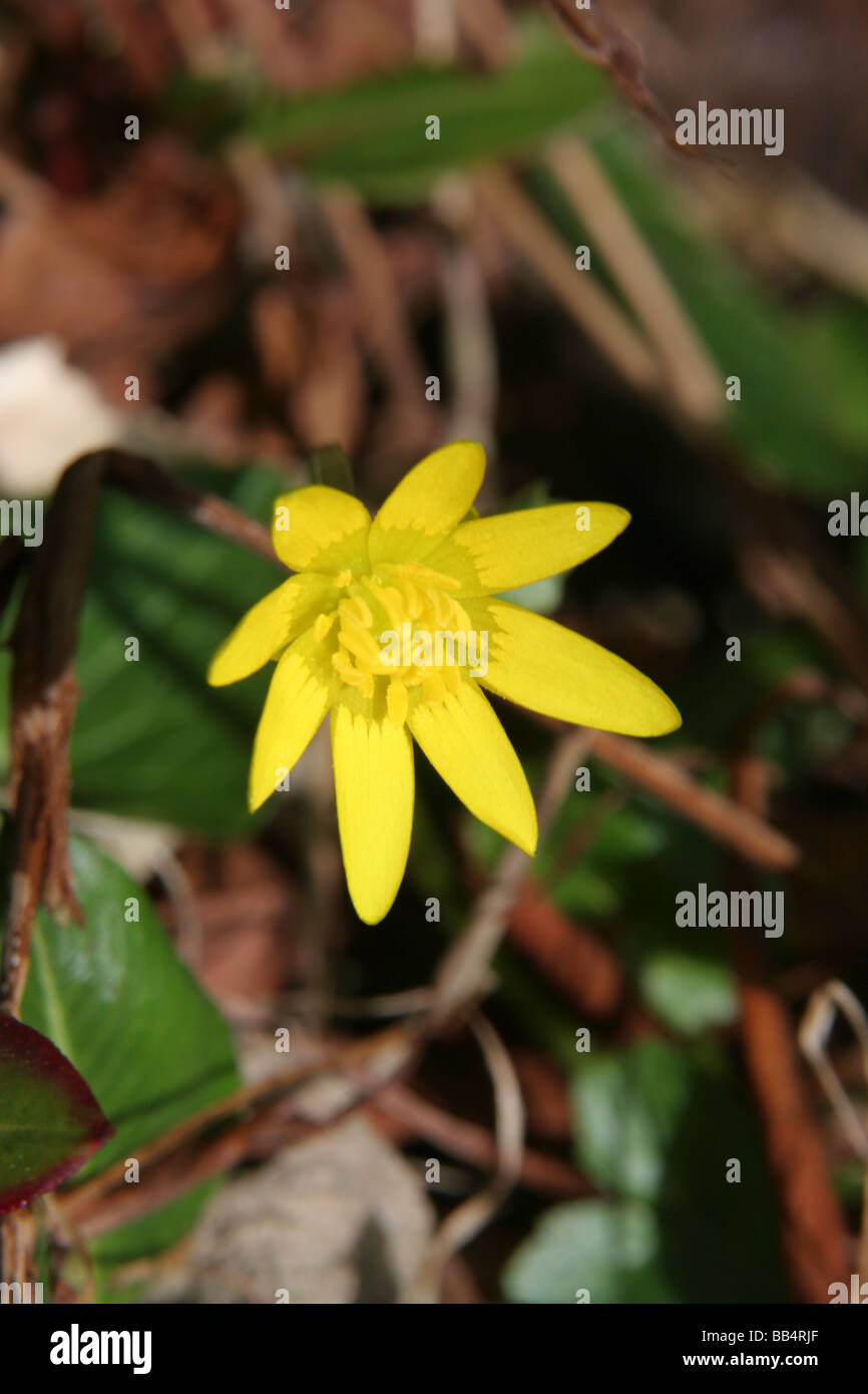 lesser celandine ranunculus ficaria Stock Photo - Alamy